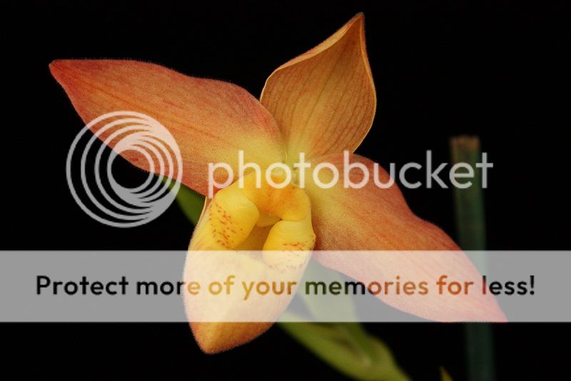 Phrag. Inca Fire cross | Slippertalk Orchid Forum