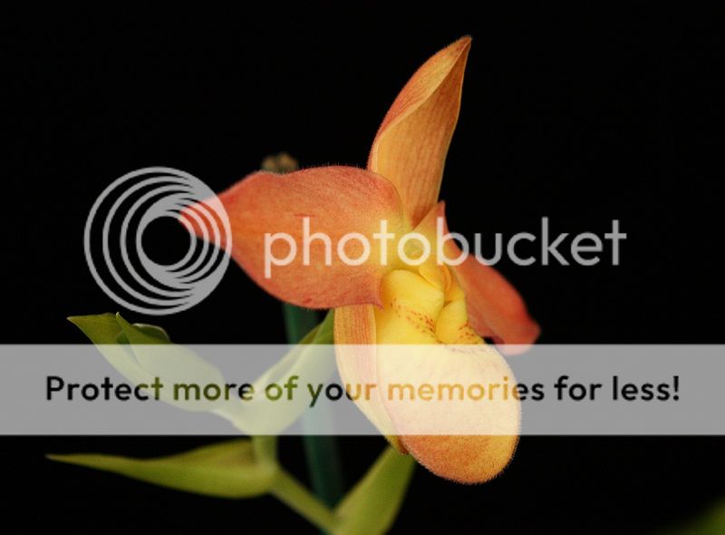 Phrag. Inca Fire cross | Slippertalk Orchid Forum