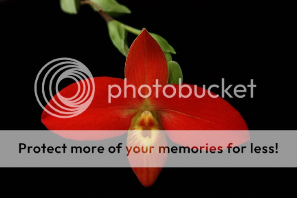 Two besseae | Slippertalk Orchid Forum