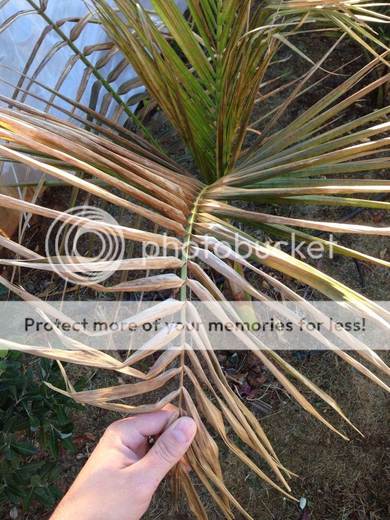 Roystonea vs roystonia vs roystonea - DISCUSSING PALM TREES WORLDWIDE ...