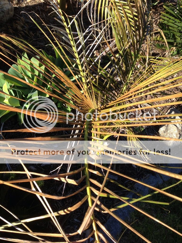 Roystonea vs roystonia vs roystonea - DISCUSSING PALM TREES WORLDWIDE ...