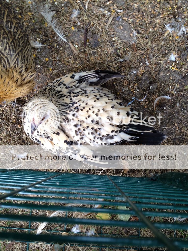 Sablepoot bantams?????????? | BackYard Chickens - Learn How to Raise ...